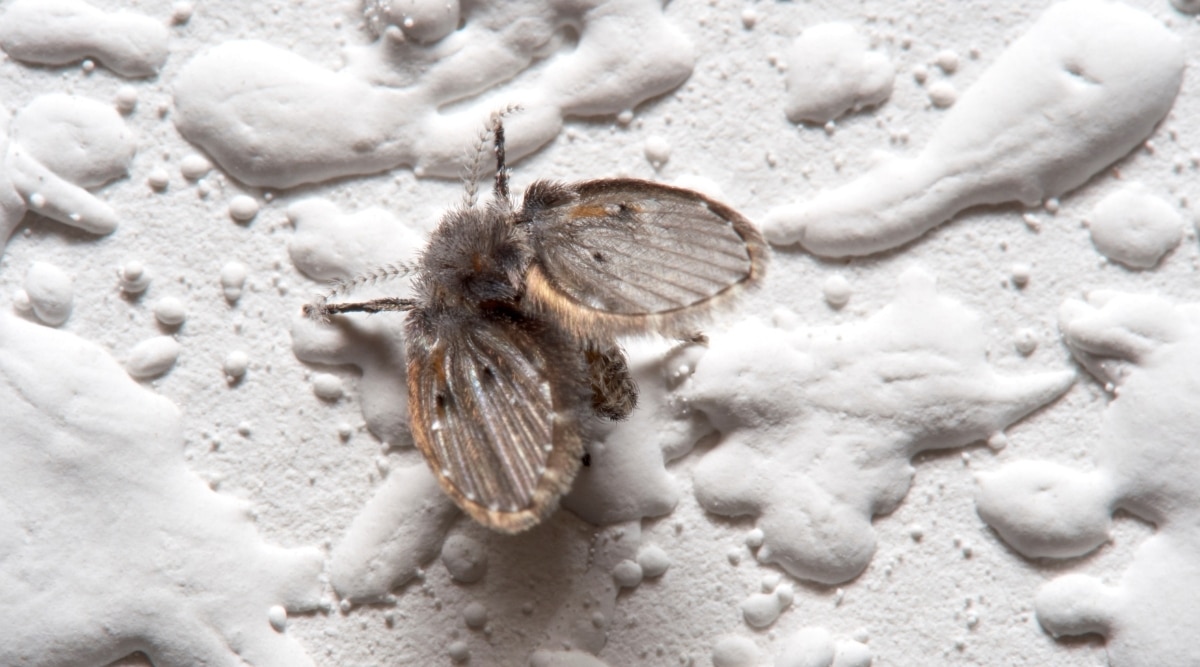 Drain Flies – Reesource Pest, Inc.