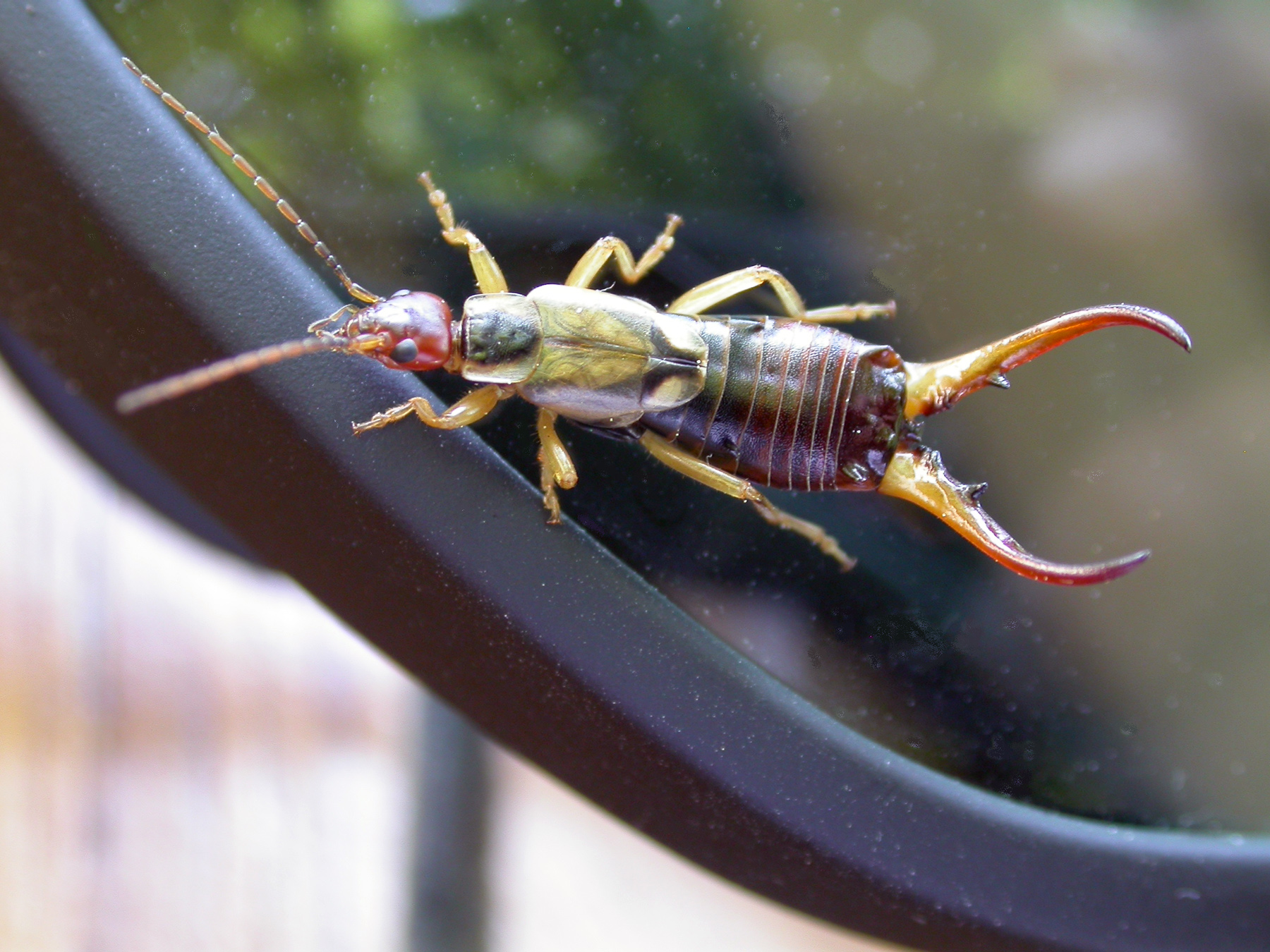 Earwigs – Reesource Pest, Inc.