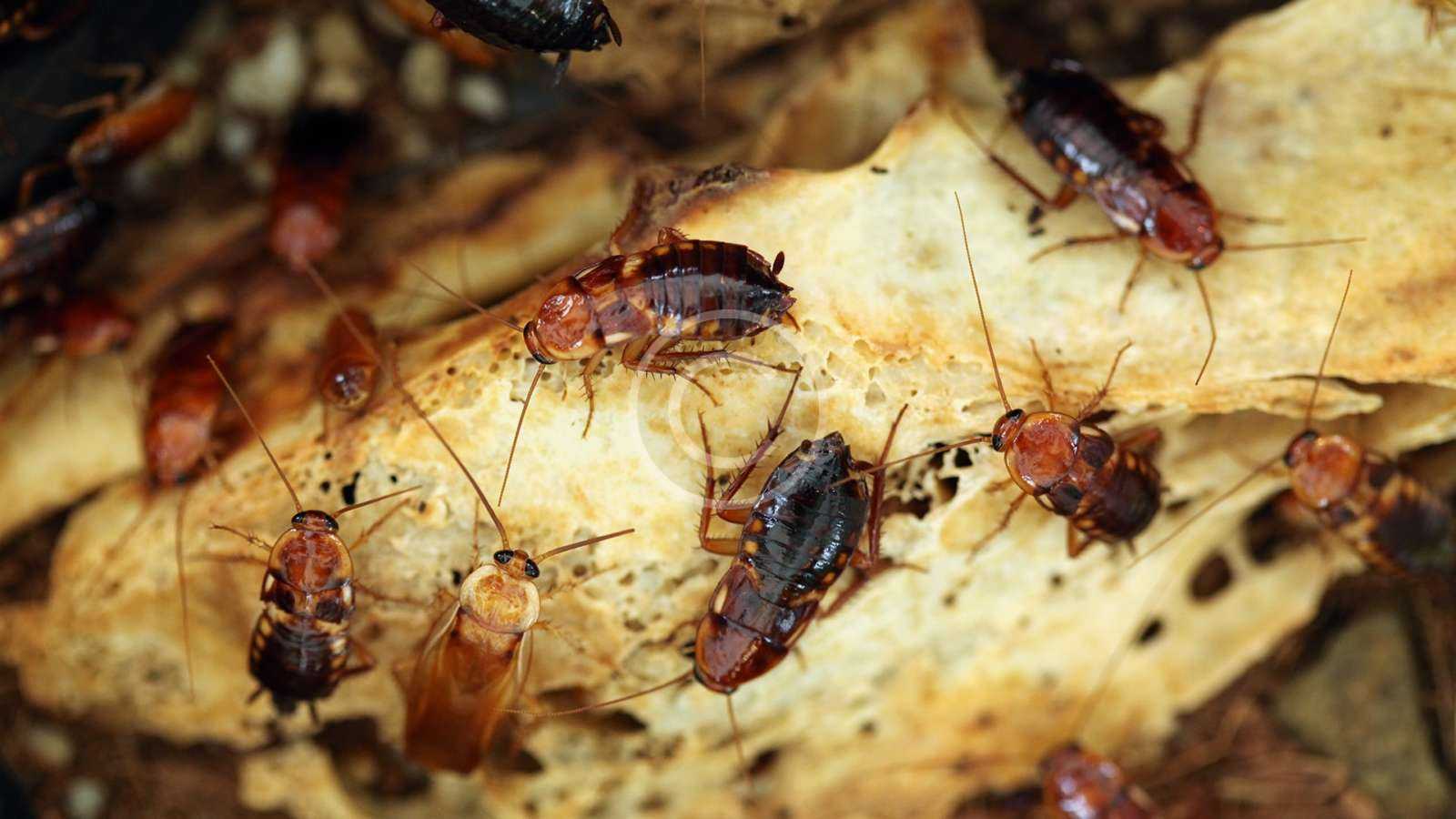 Minimize the Risk of Having Red Roaches – Reesource Pest, Inc.