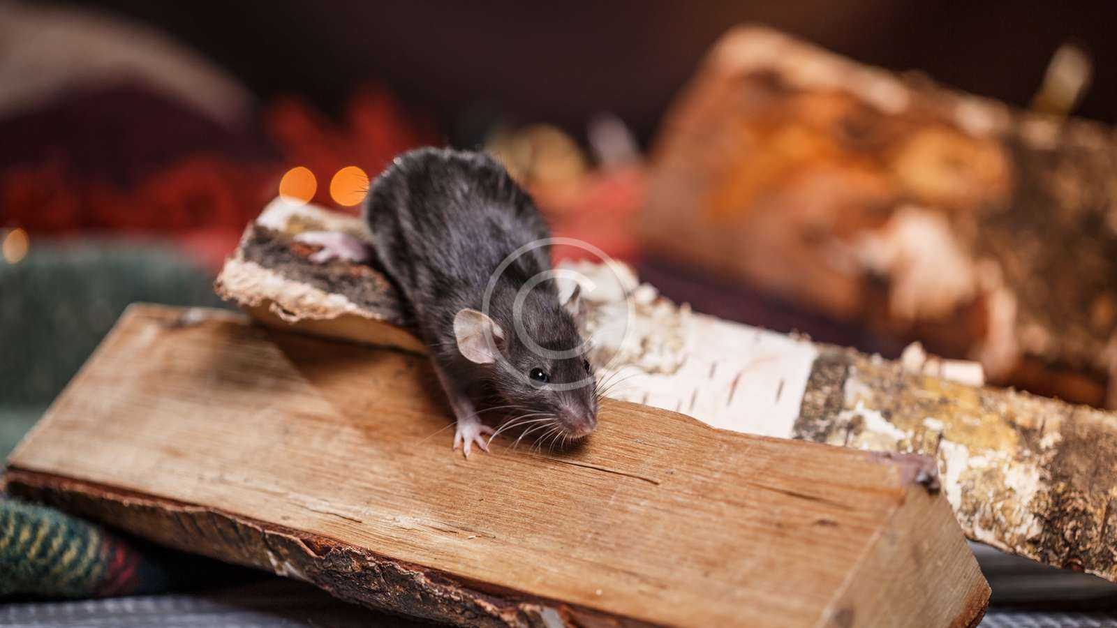 Why It’s Important to Do Rats Control – Reesource Pest, Inc.